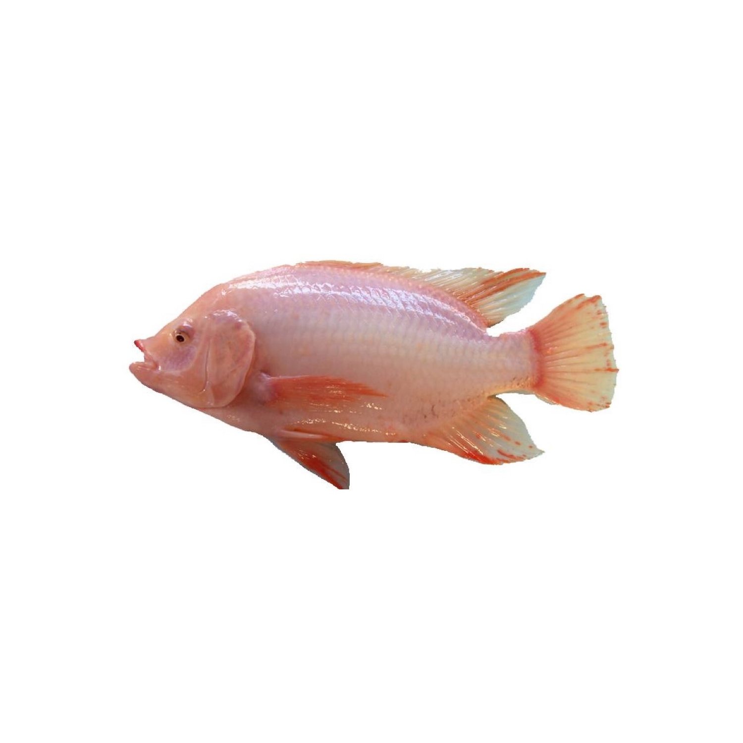 Red Tilapia Fish